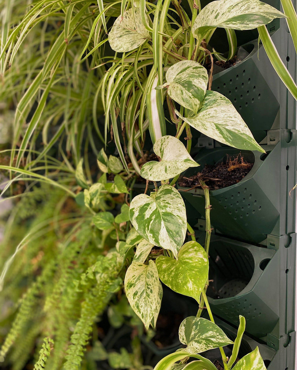 Green Wall Vertical Modular Planting Kit - 3 Pot – Artspire Home